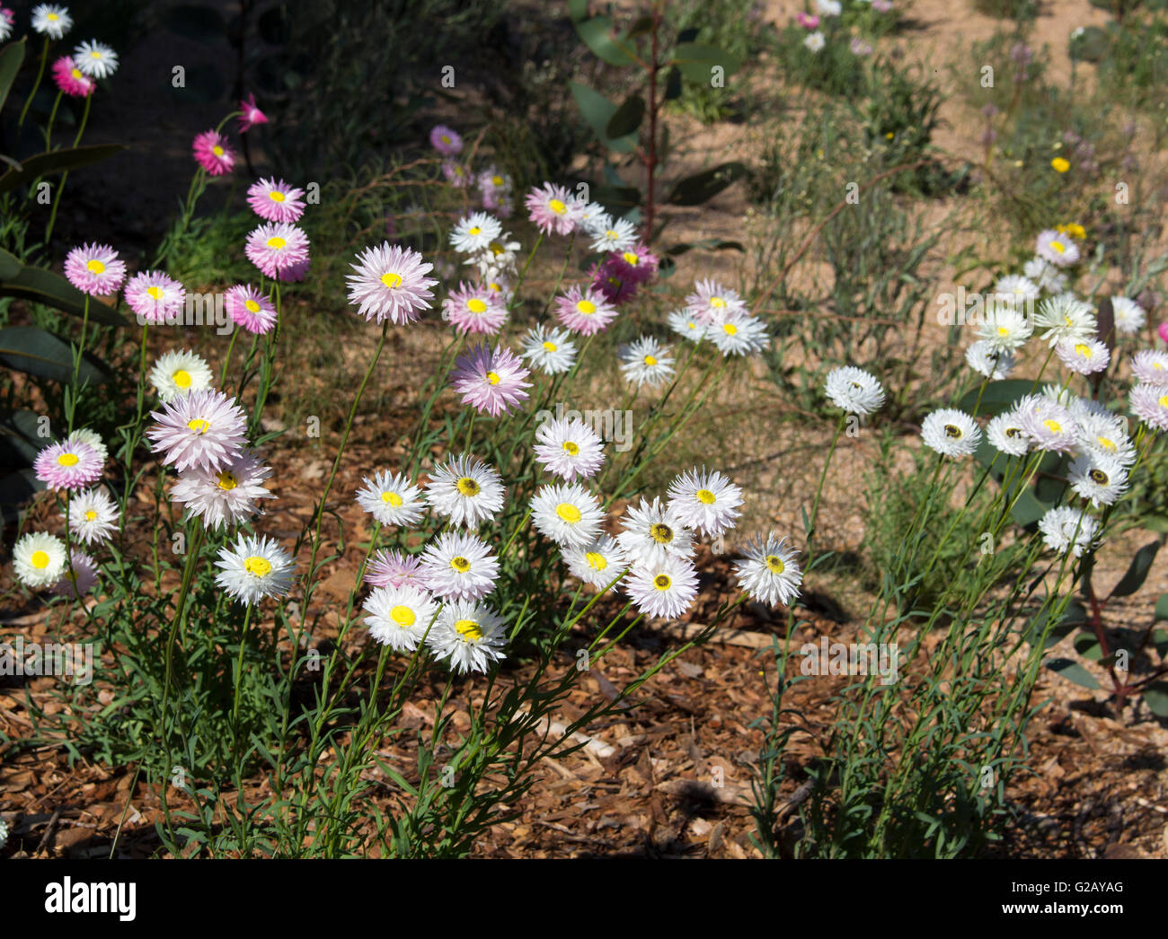 Australian white and pink Everlastings or Paper Daisies species in ...