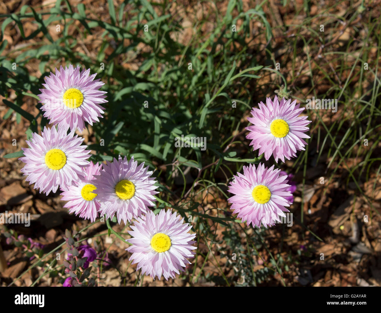 Asteraceae Genera High Resolution Stock Photography and Images - Alamy