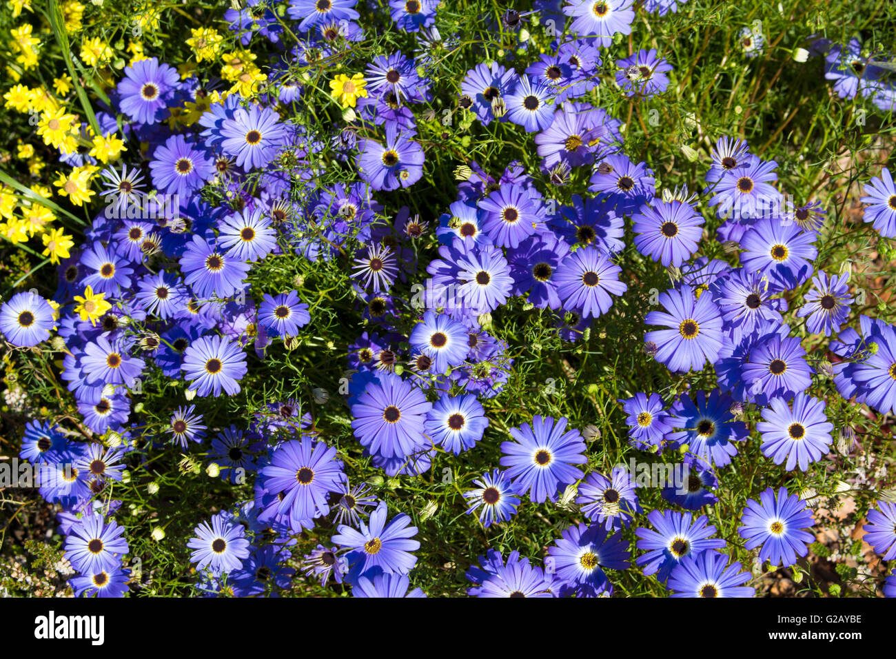 Brachyscome iberidifolia blue hi-res stock photography and images - Alamy