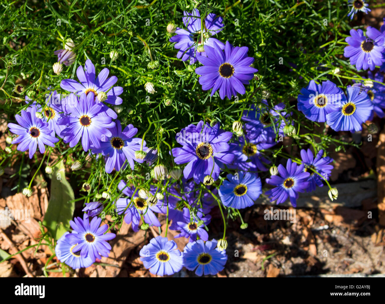Blue flowers of annual herb West Australian wildflower Brachyscome ...
