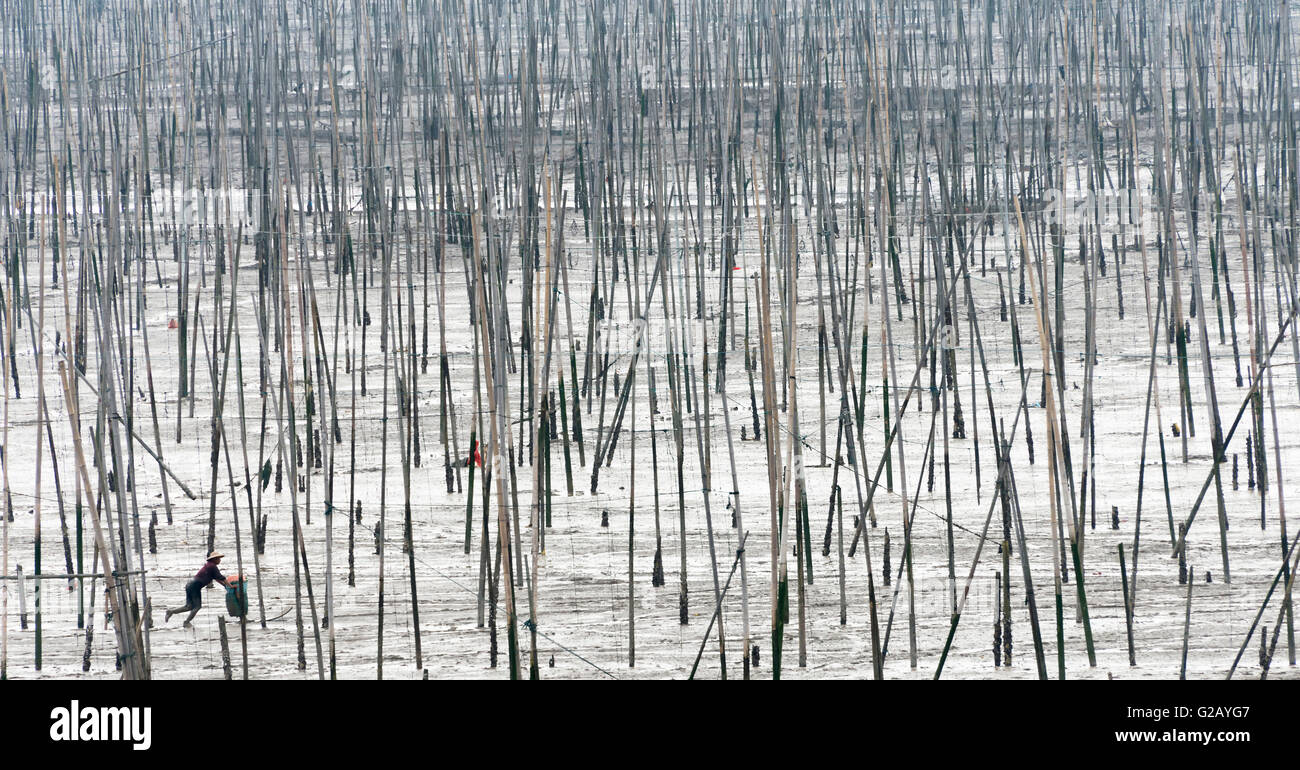 Farmer collecting shellfish on the mud beach with bamboo poles of ...