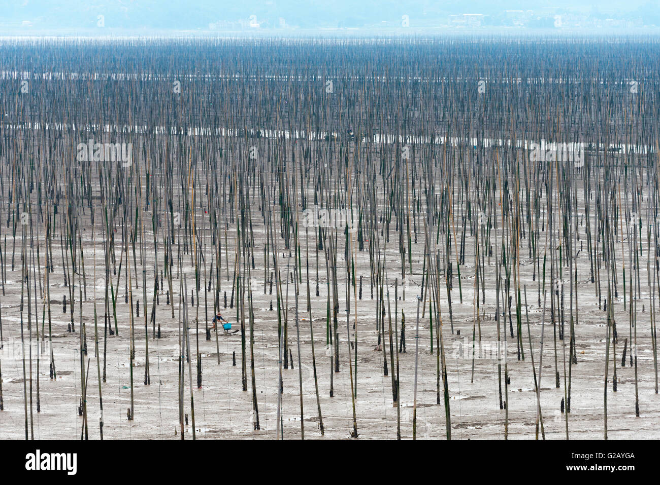 Farmer collecting shellfish among the bamboo poles of seaweed farm ...