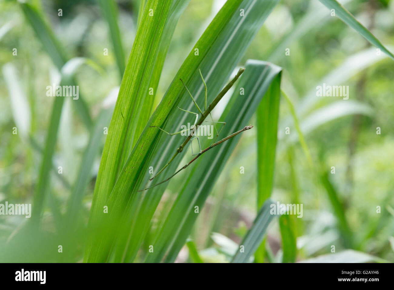 Stick insect (Phasmatodea) on green plant, China Stock Photo - Alamy