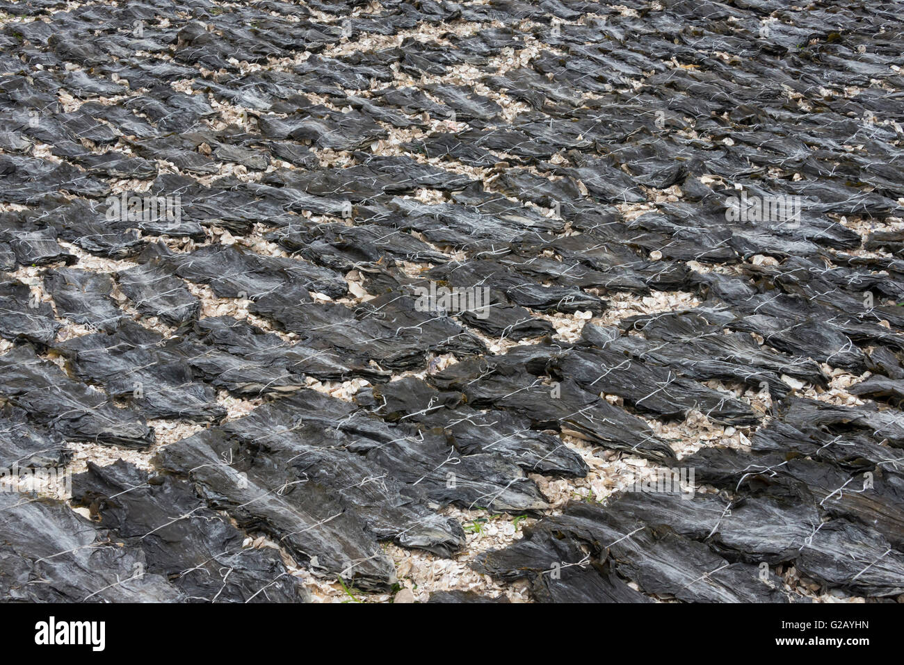 Drying Seaweed On Beach High Resolution Stock Photography and Images ...