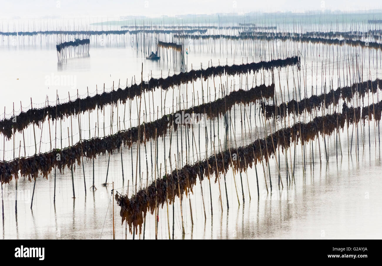 Drying seaweed on the bamboo poles of seaweed farm along the coast of ...
