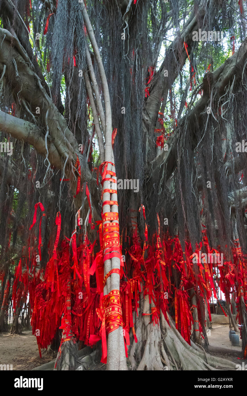 Celebrating tree hi-res stock photography and images - Alamy