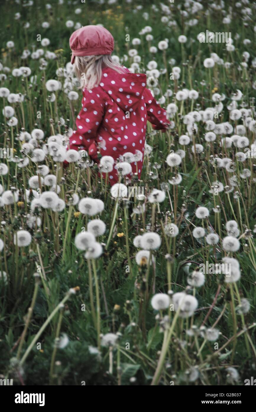 Pink dandelions hi-res stock photography and images - Alamy