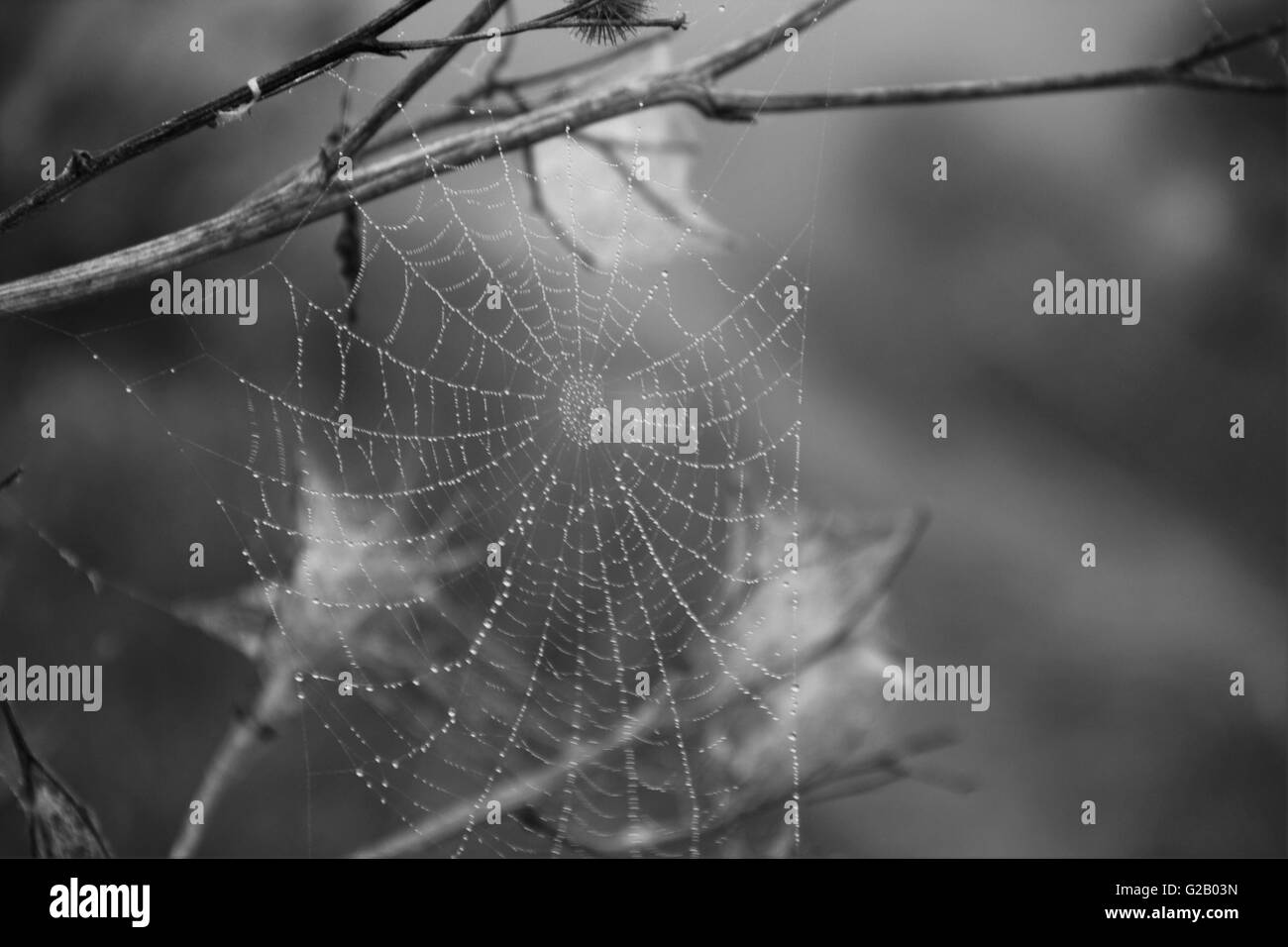 Black and white spiderweb hi-res stock photography and images - Alamy