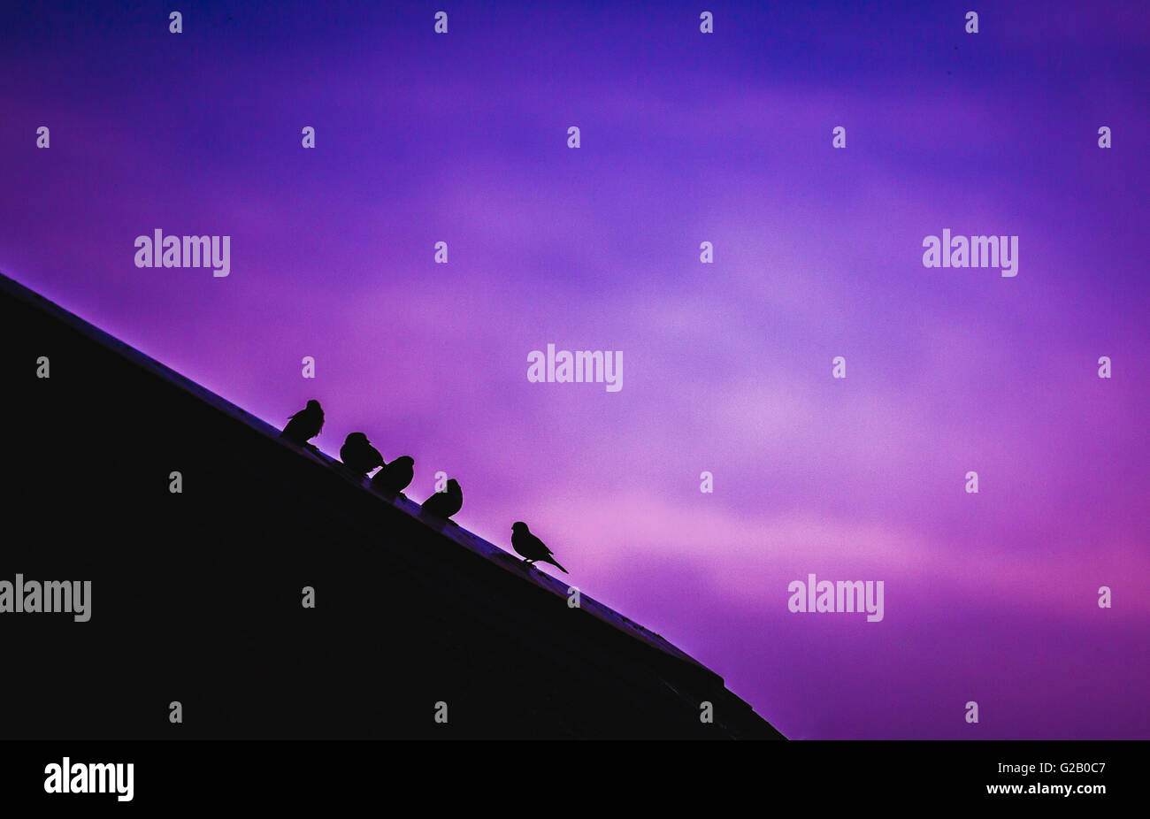 house sparrows sitting on roof top at evening Stock Photo - Alamy