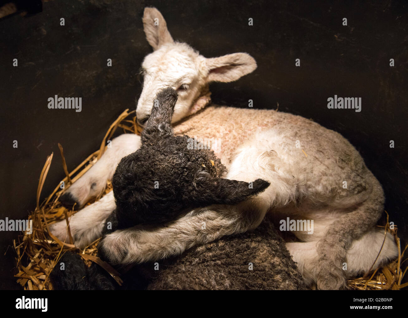 Lamb being born hi-res stock photography and images - Alamy
