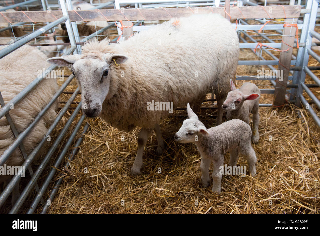 Newborn lambs newborn sheep hi-res stock photography and images - Alamy