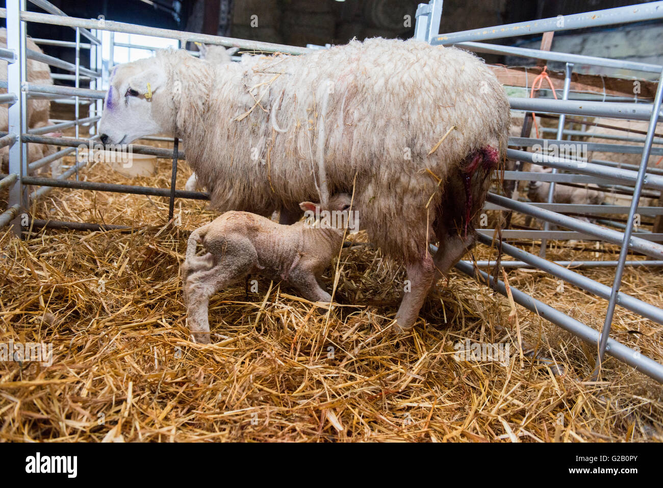 Newborn Lamb Inside Barn In High Resolution Stock Photography and ...