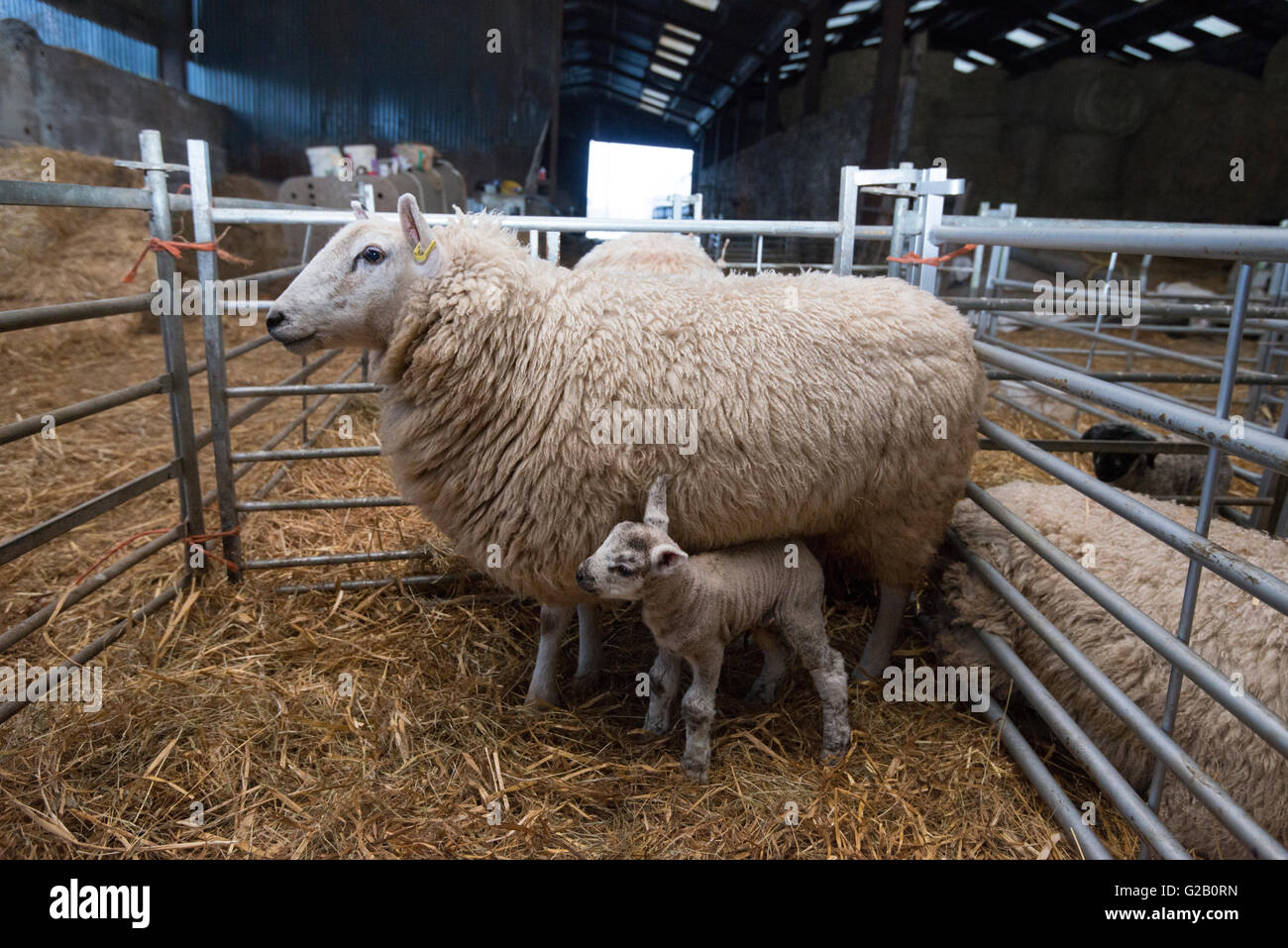 Newborn Lamb Inside Barn In High Resolution Stock Photography and ...