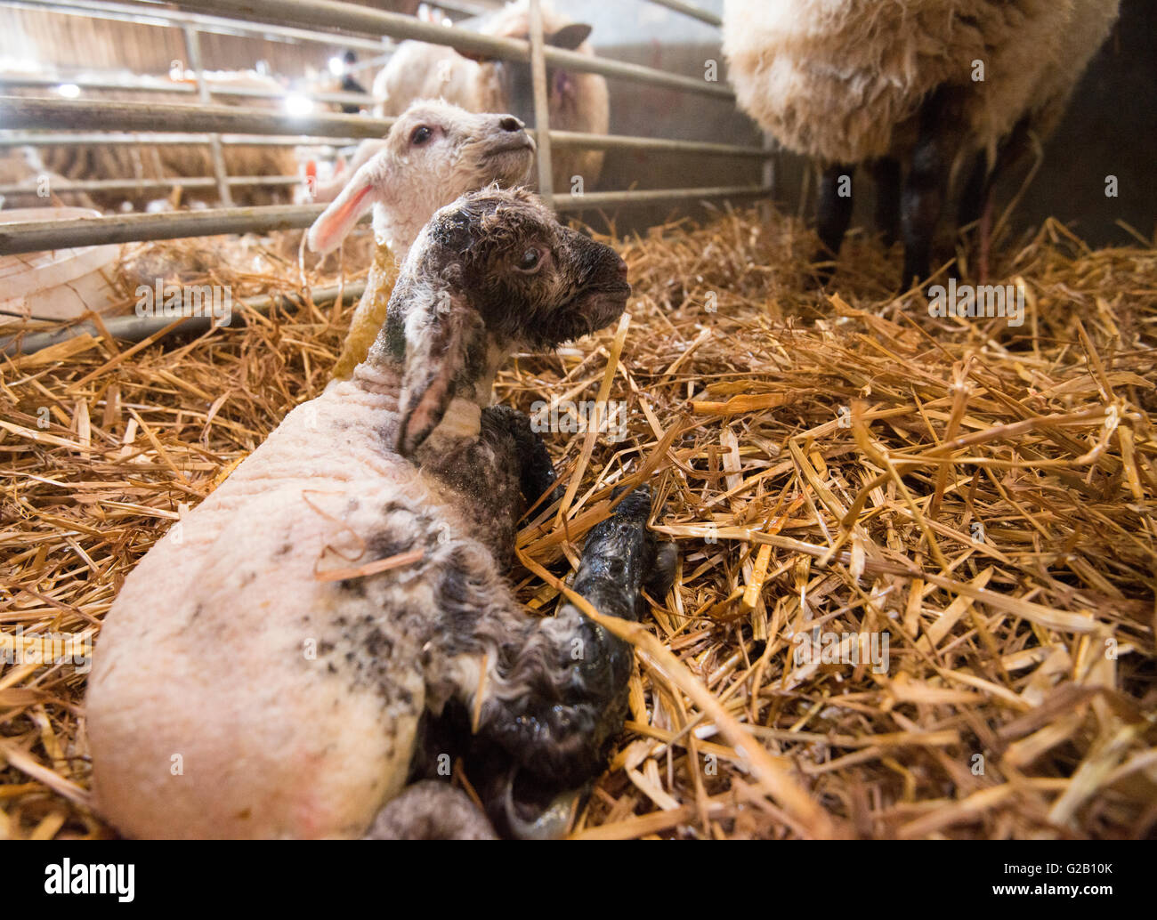 A Suffolk sheep with her two newborn lambs, inside a barn in Derbyshire ...