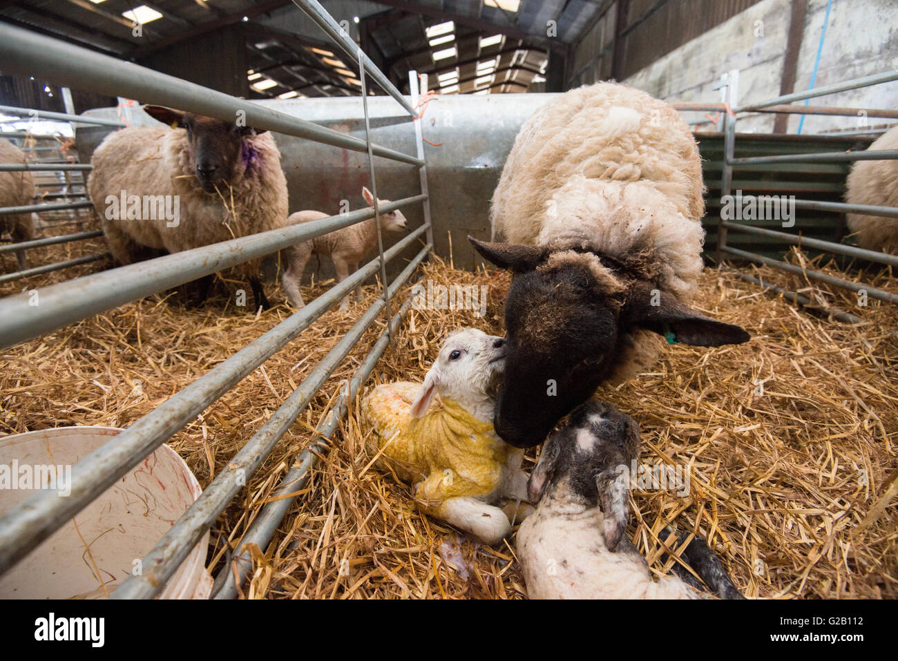 A Suffolk sheep with her two newborn lambs, inside a barn in Derbyshire ...
