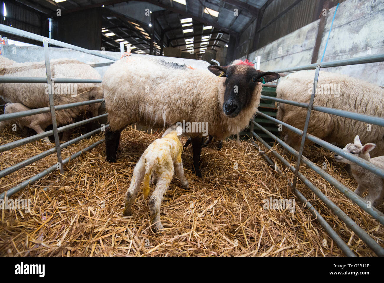 A Suffolk sheep with her newborn lamb, inside a barn on a farm in ...