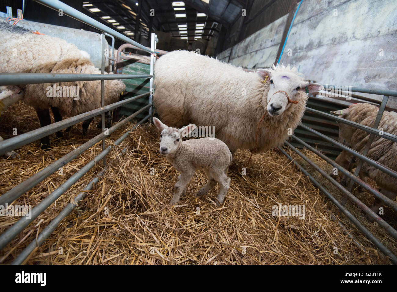 Newborn Lamb Inside Barn In High Resolution Stock Photography and ...