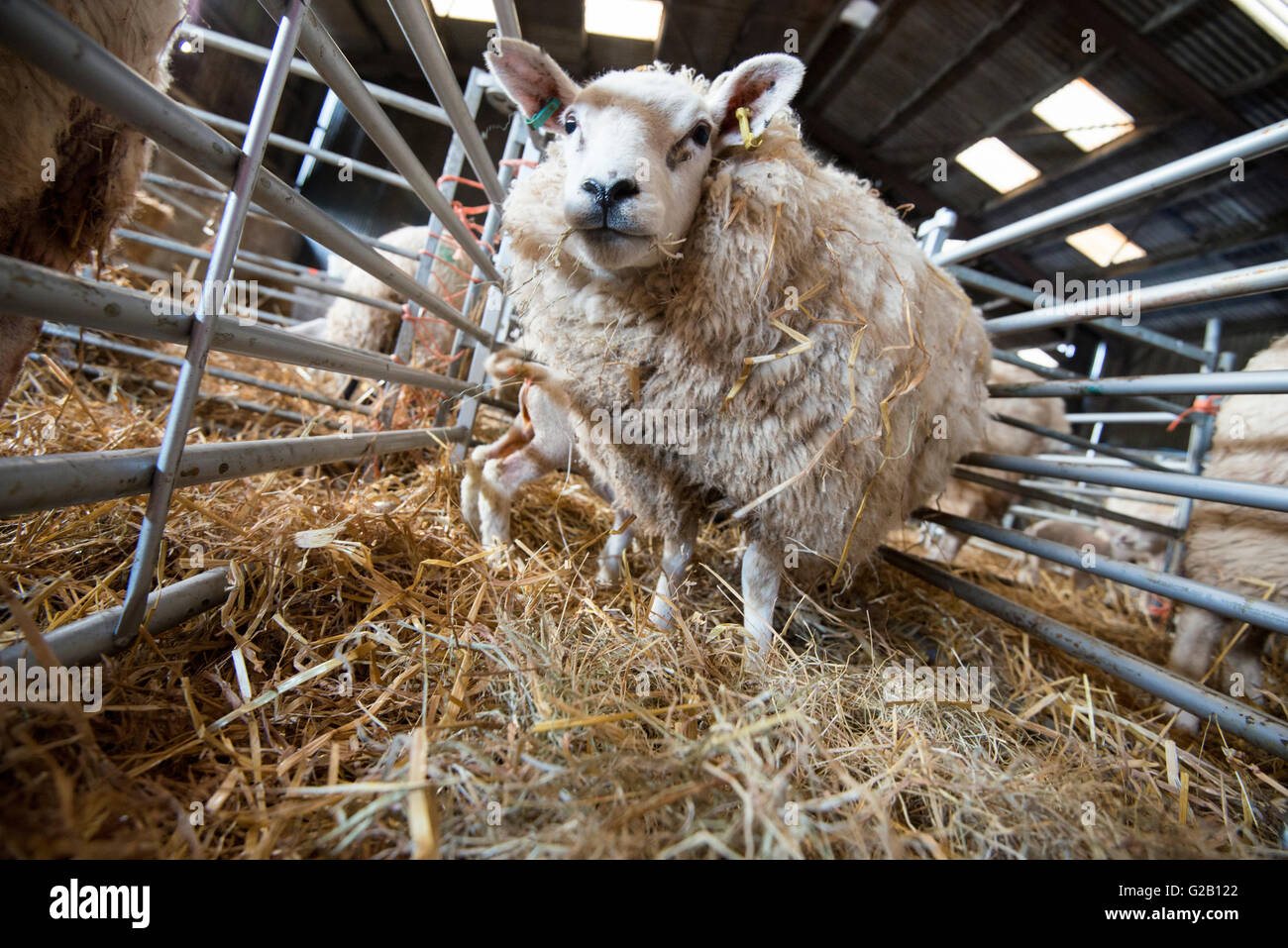 Newborn Lamb Inside Barn In High Resolution Stock Photography and ...