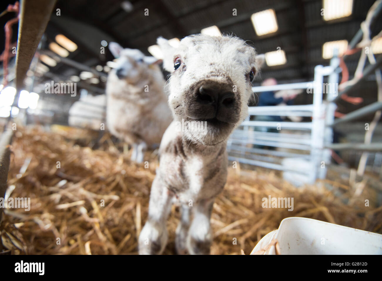 Indoor lambing hi-res stock photography and images - Alamy