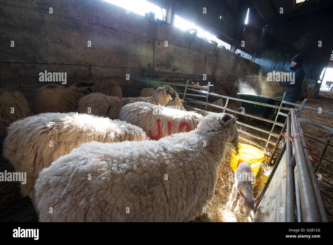 Sheep and their lambs being fed by a farmer, inside a barn on a farm in ...