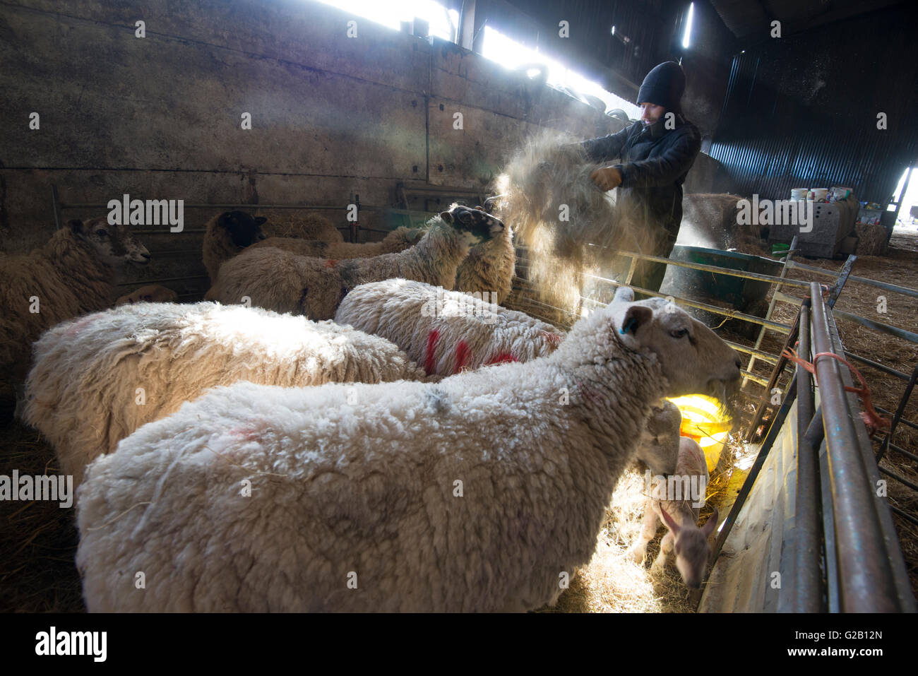 Sheep and their lambs being fed by a farmer, inside a barn on a farm in ...