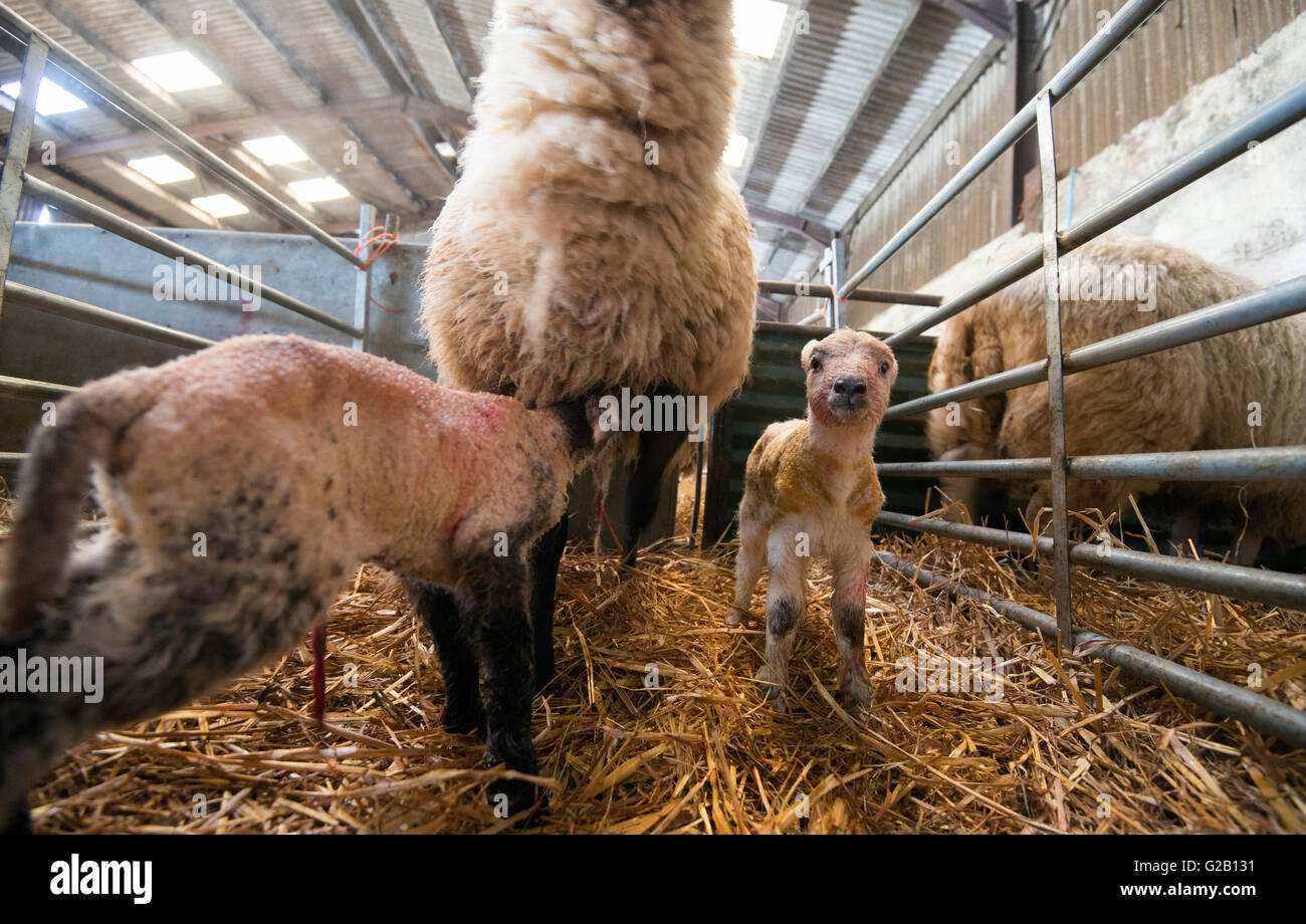 Sheep inside a pen hi-res stock photography and images - Alamy
