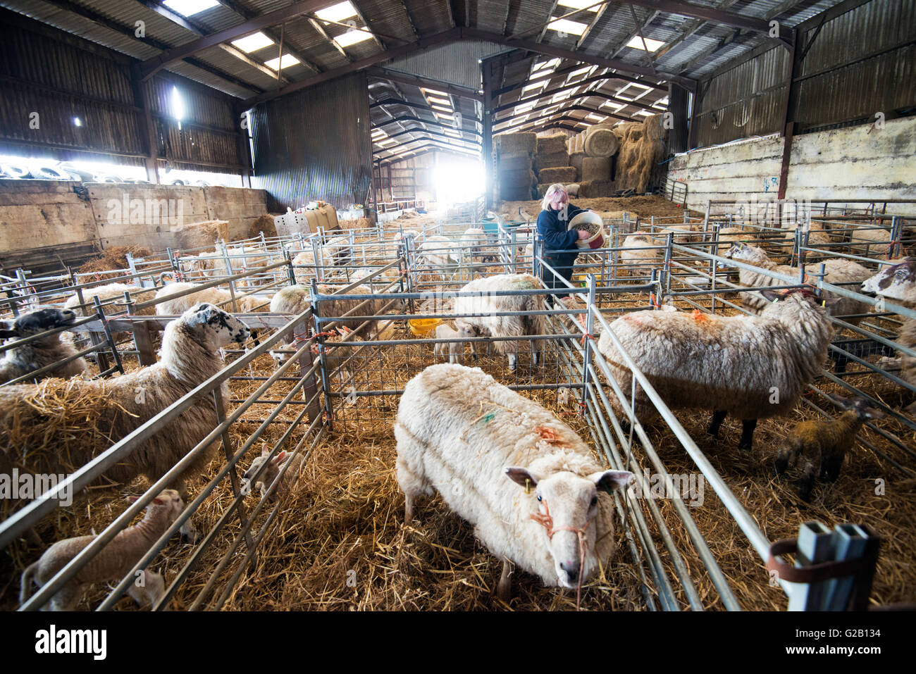 Lambing pens hi-res stock photography and images - Alamy
