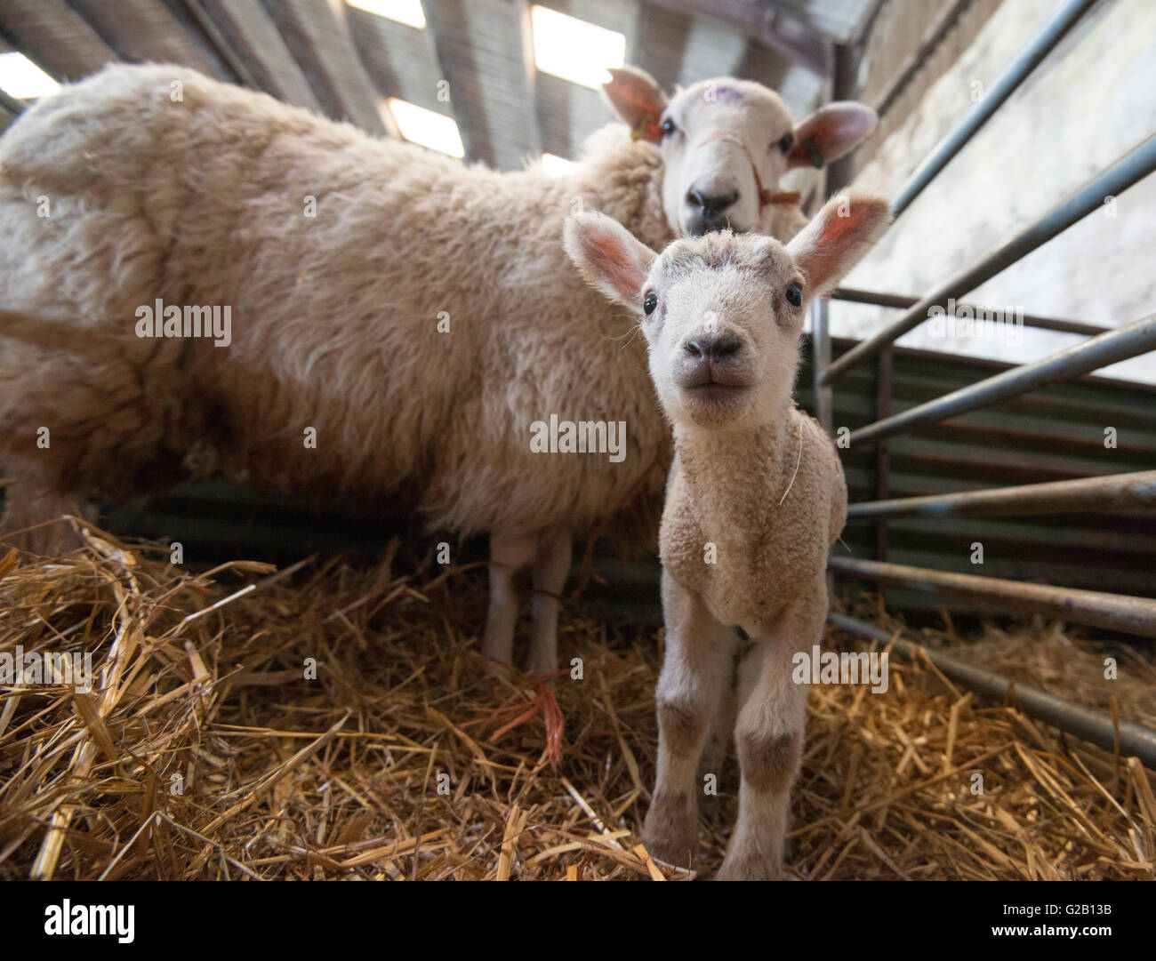 Pen inside hi-res stock photography and images - Alamy