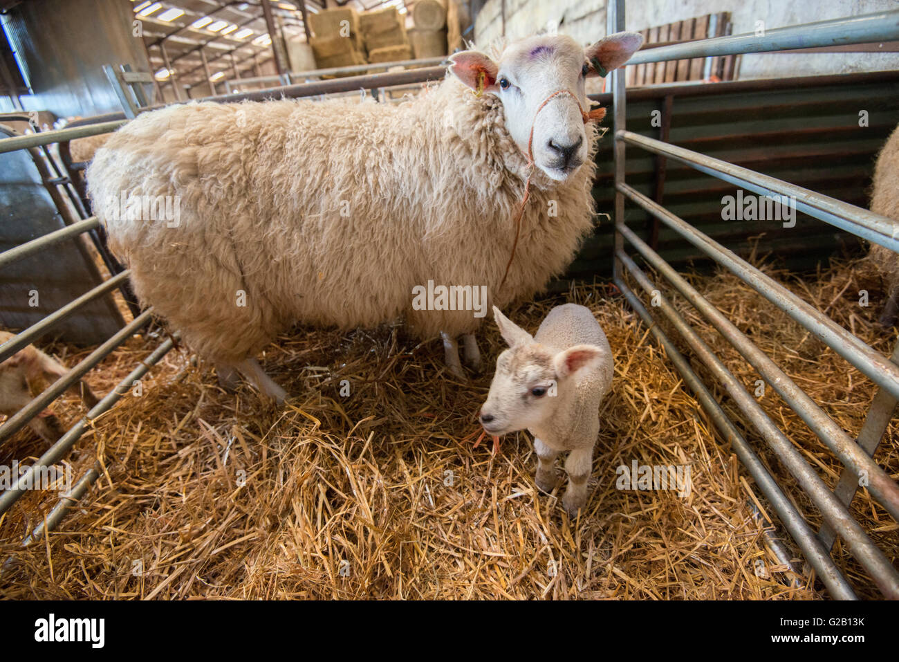 Newborn Lamb Inside Barn In High Resolution Stock Photography and ...
