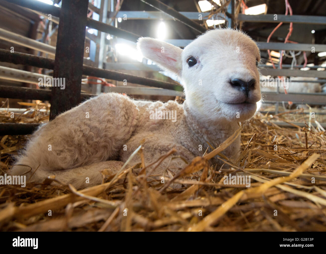 Close up of a cute newborn lamb, inside a barn in Derbyshire England UK ...