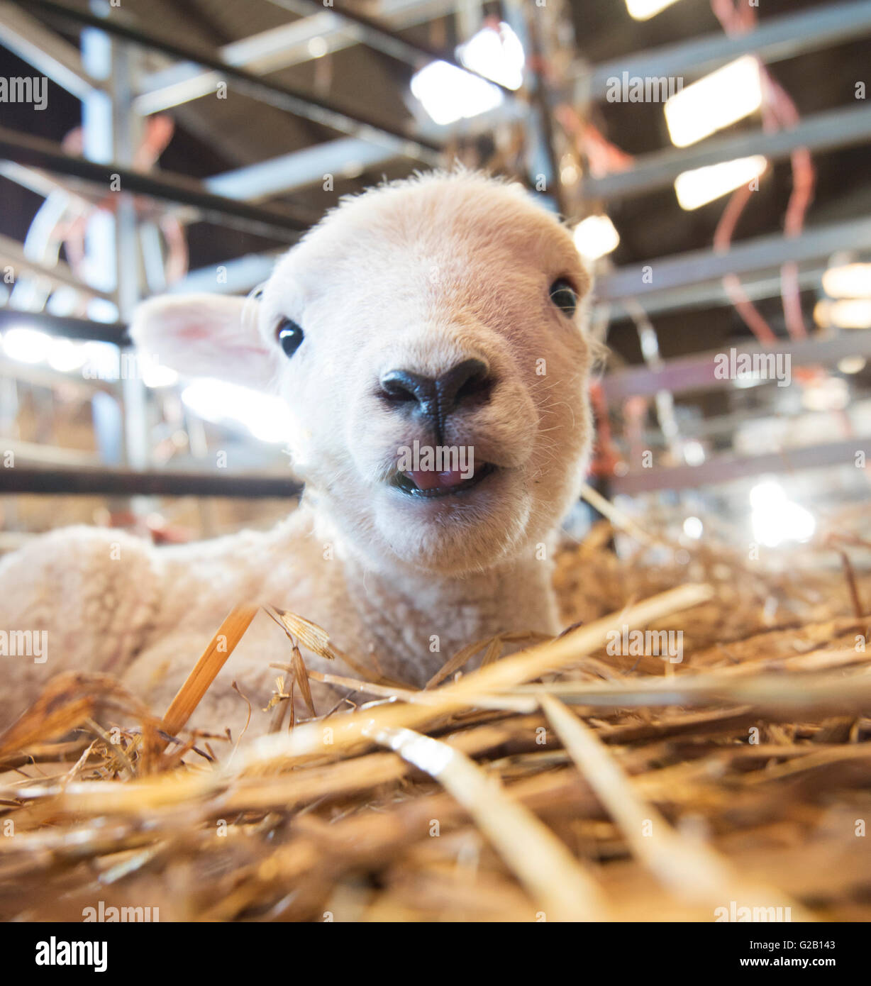 Close up of a cute newborn lamb, inside a barn in Derbyshire England UK ...
