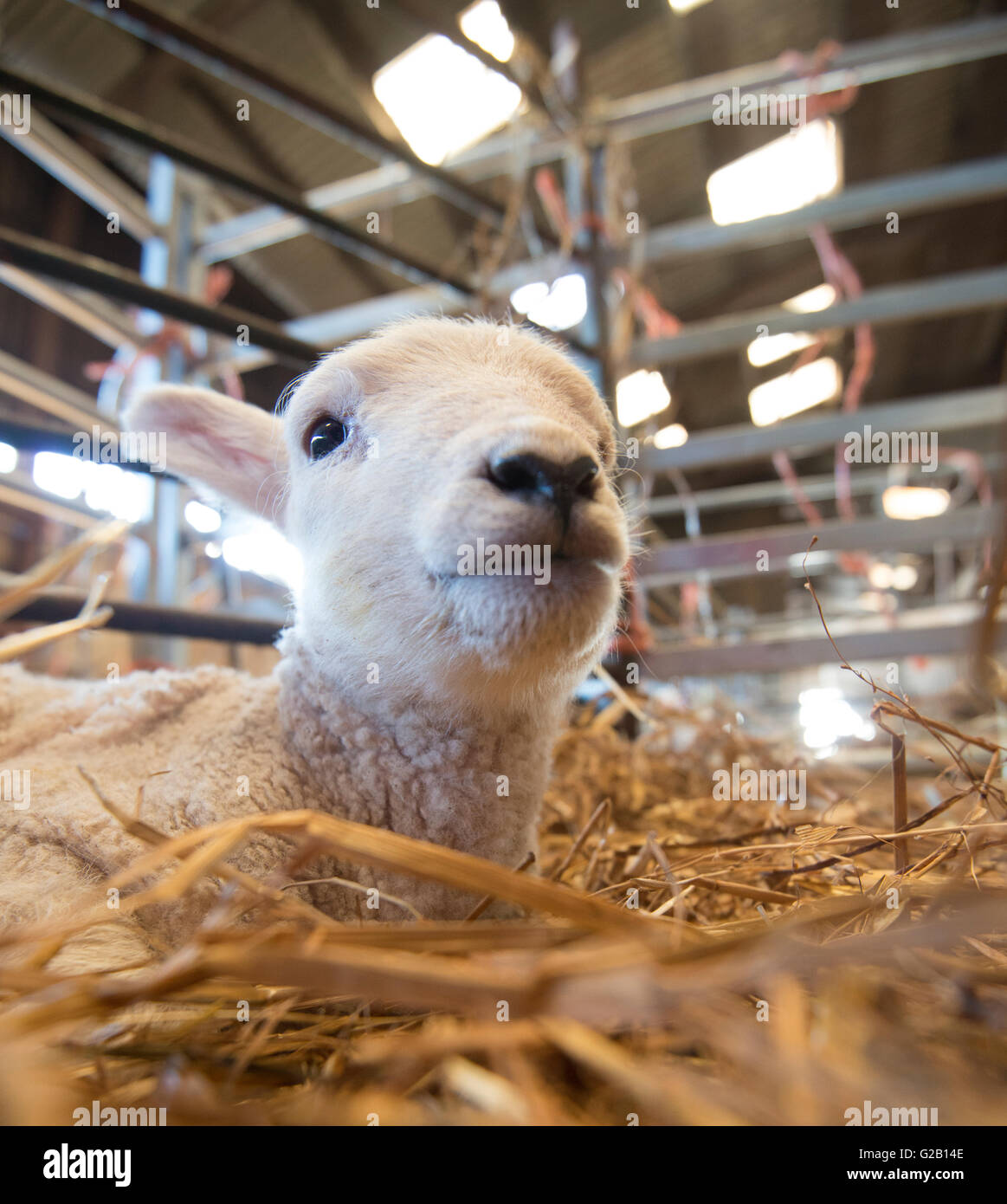 Adorable lamb hi-res stock photography and images - Alamy