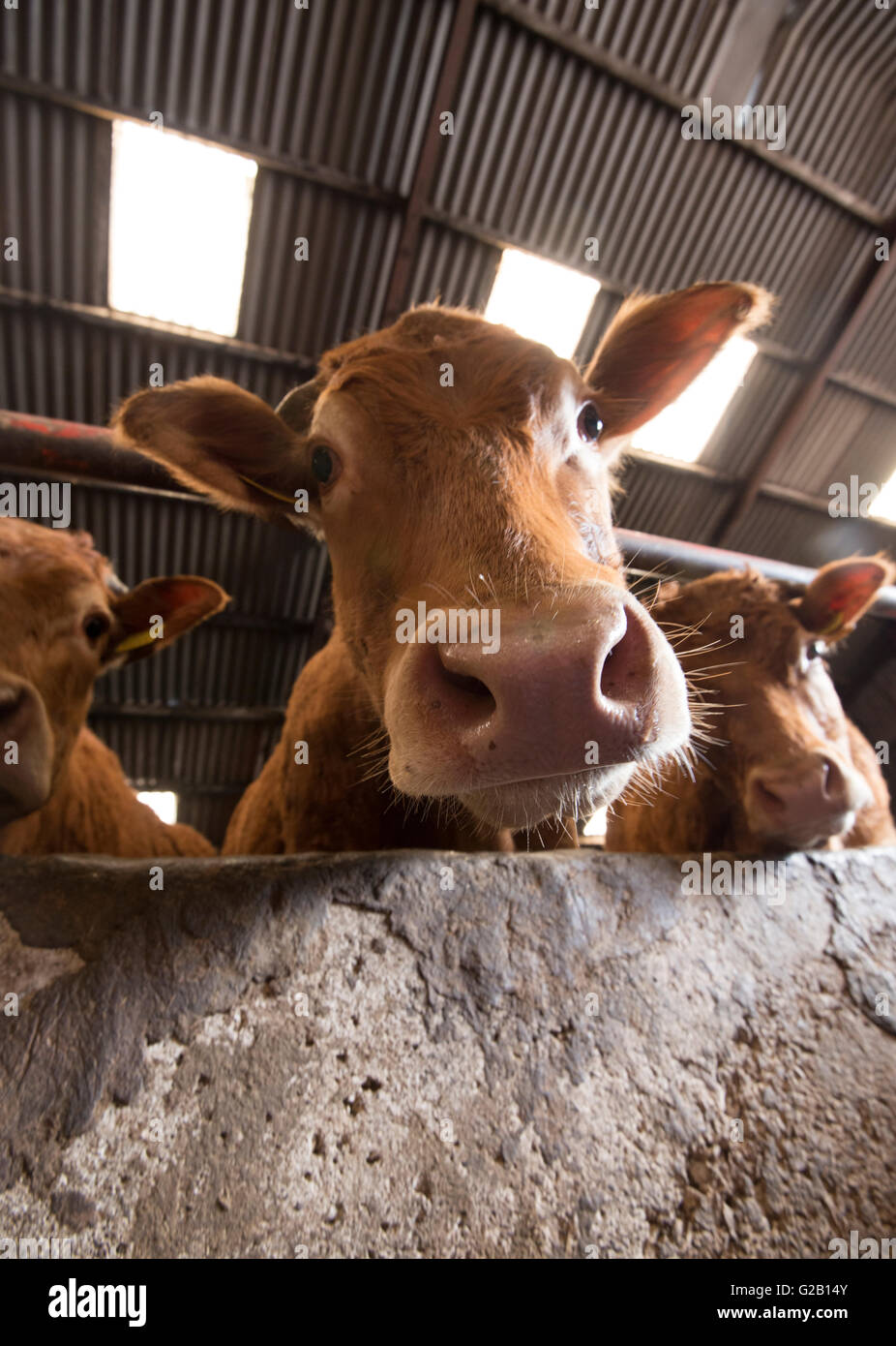 Close up of Limousin Cows in a barn in Derbyshire, England UK Stock ...