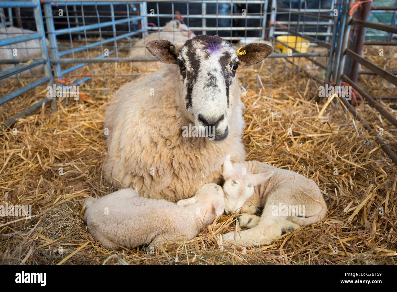 A sheep with her newborn lambs, inside a barn on a farm in Derbyshire ...