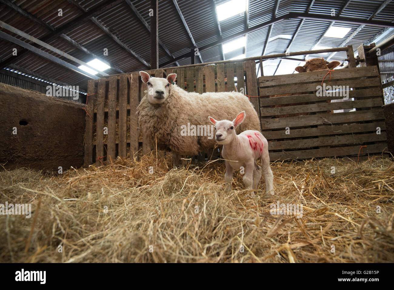Real Barn With Animals