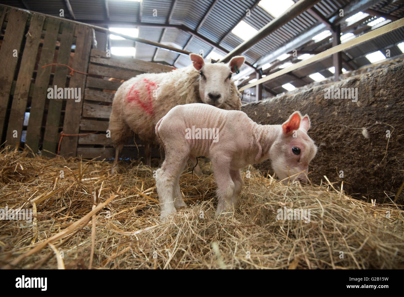 Newborn lamb inside barn in hi-res stock photography and images - Alamy