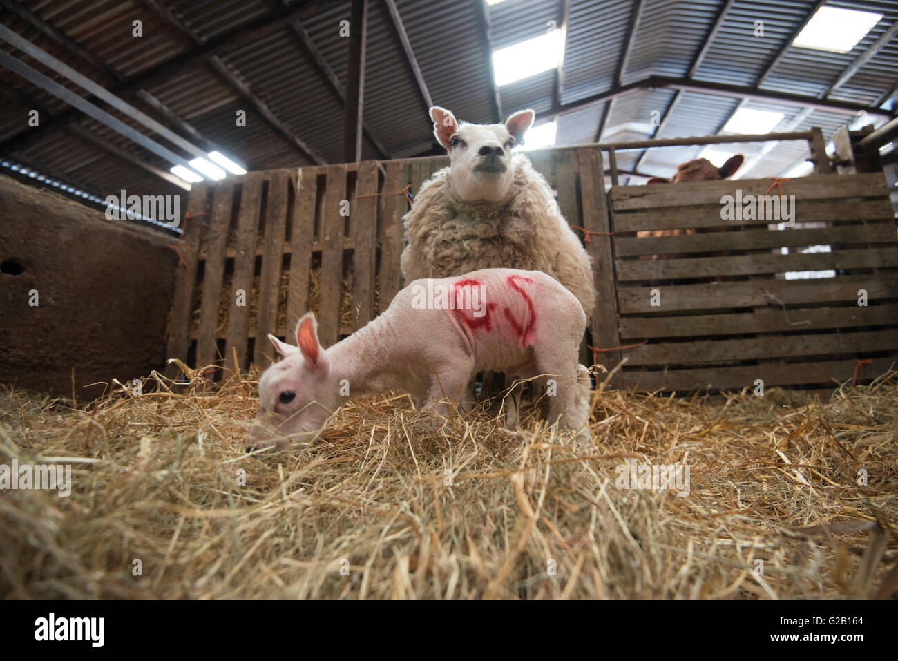 Newborn Lamb Inside Barn In High Resolution Stock Photography and ...