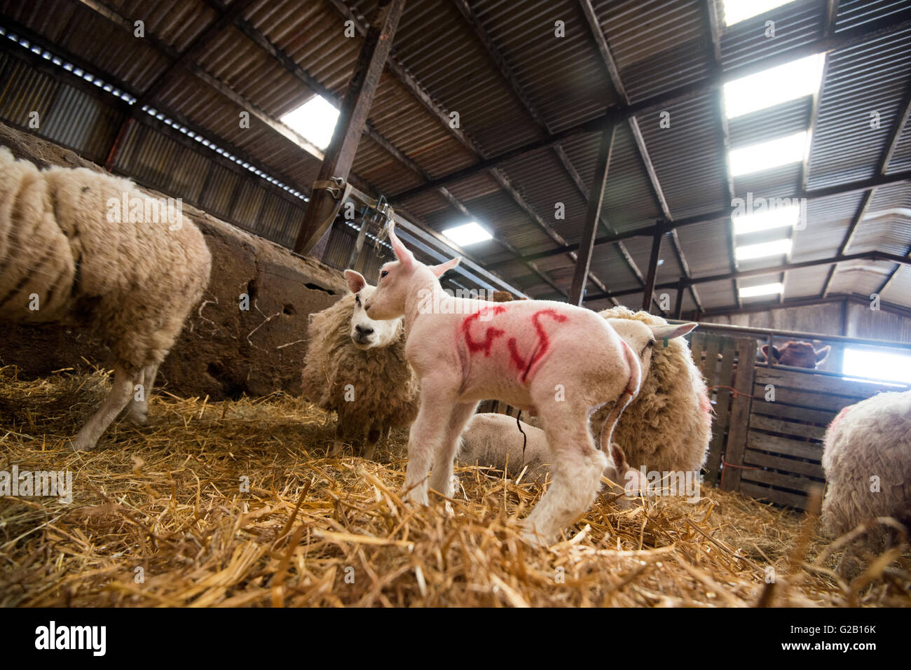 Newborn Lamb Inside Barn In High Resolution Stock Photography and ...