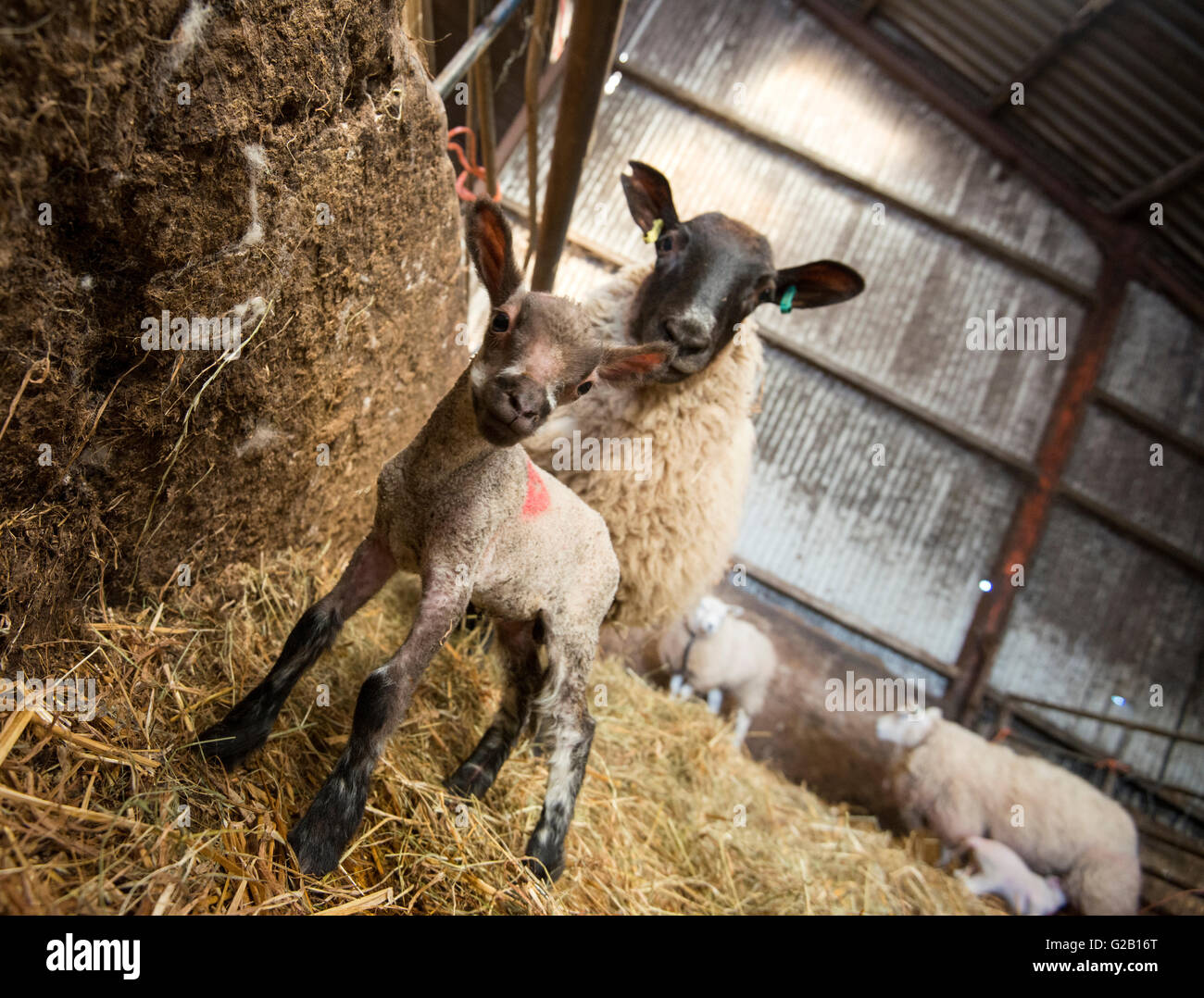 A Suffolk sheep with her newborn lamb, inside a barn on a farm in ...