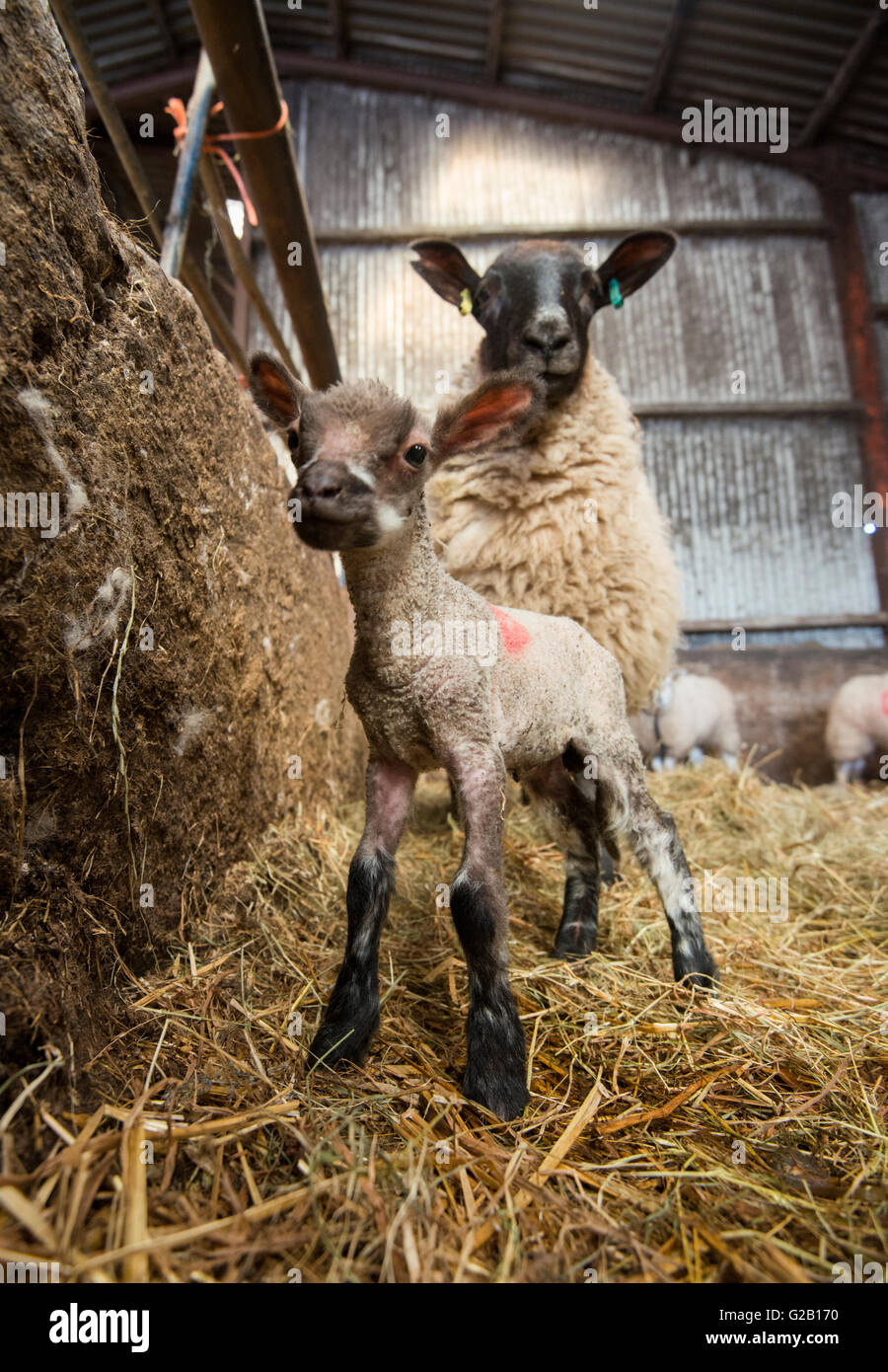 Newborn Lamb Inside Barn In High Resolution Stock Photography and ...