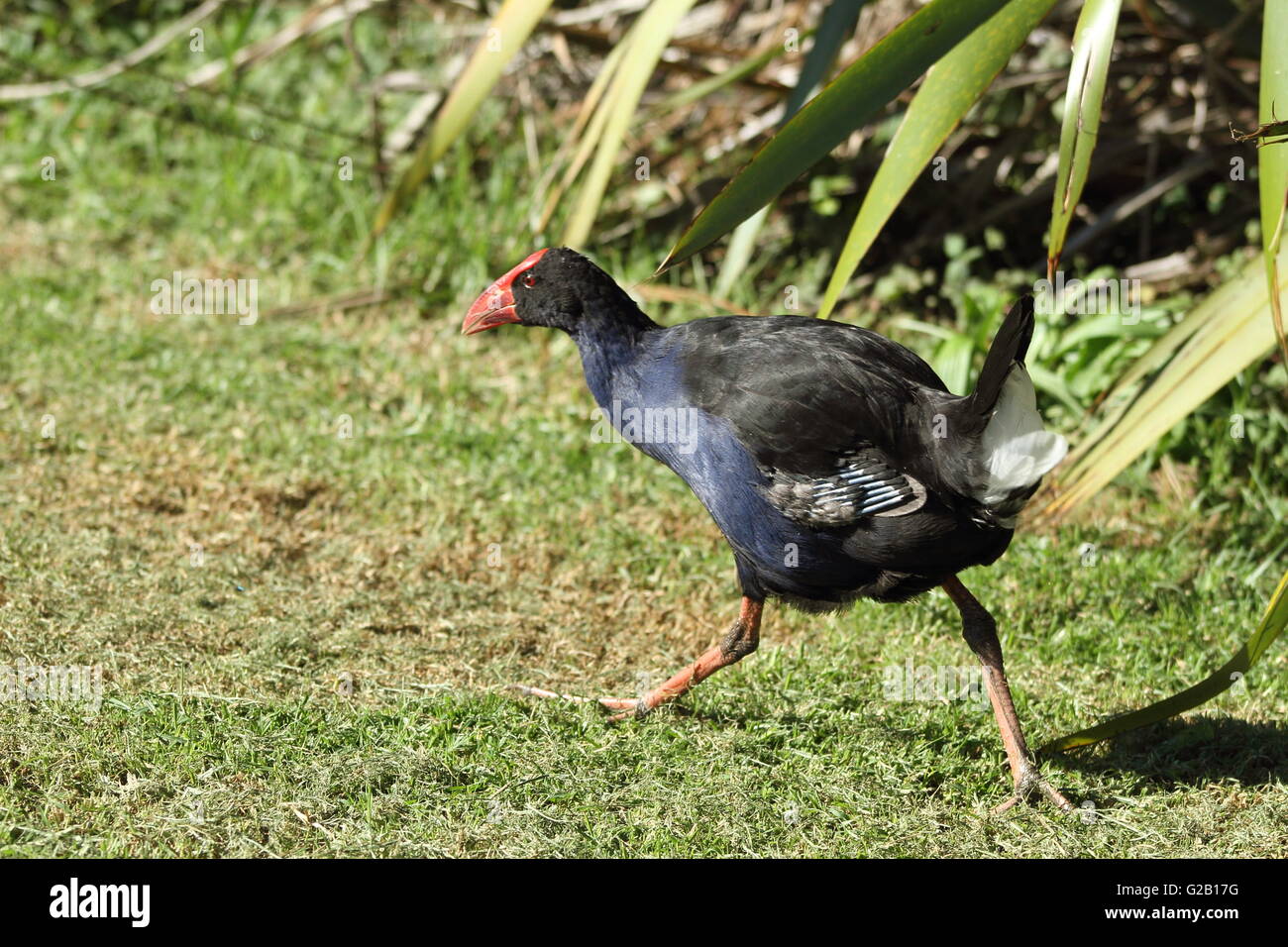 The Southwest pacific swamp hen or Pokeko (Porphyrio melanotus ...