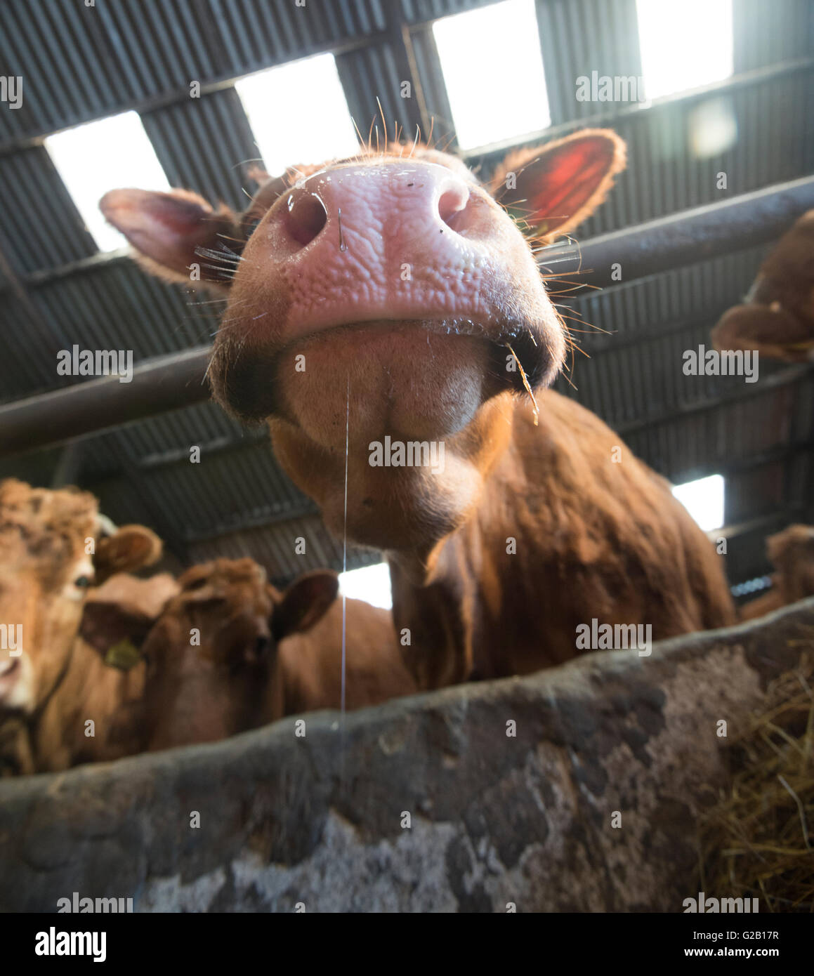 Drooling cow hi-res stock photography and images - Alamy