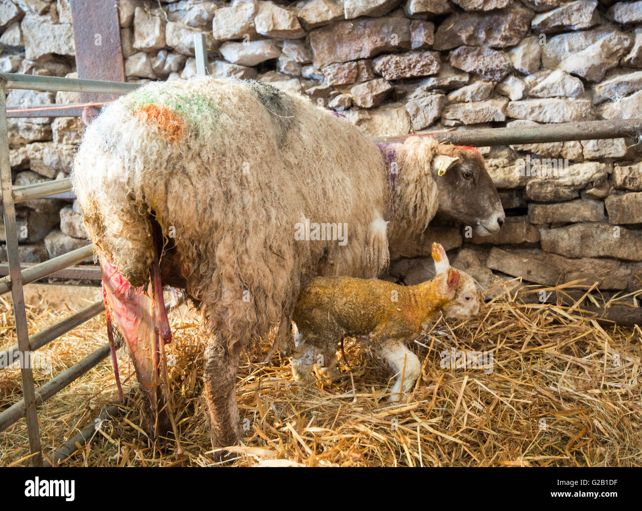 Newborn lamb inside barn in hi-res stock photography and images - Alamy