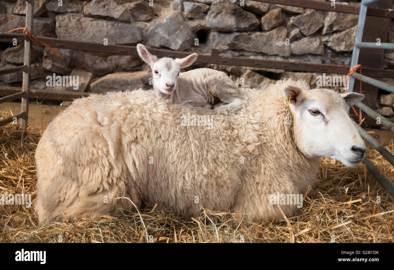 Newborn lamb inside barn in hi-res stock photography and images - Alamy