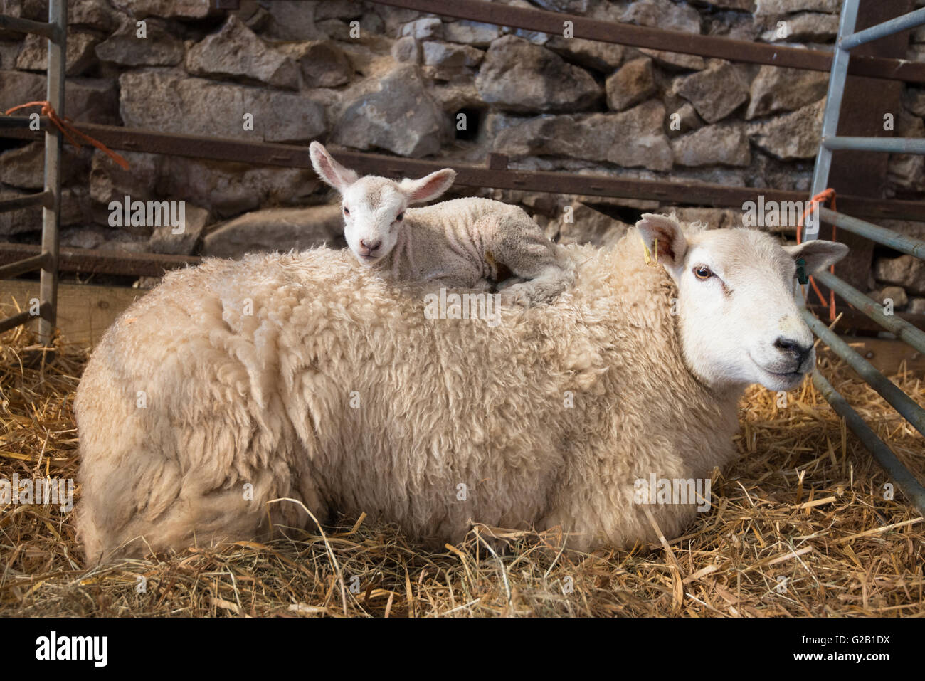 Newborn Lamb Inside Barn In High Resolution Stock Photography and ...