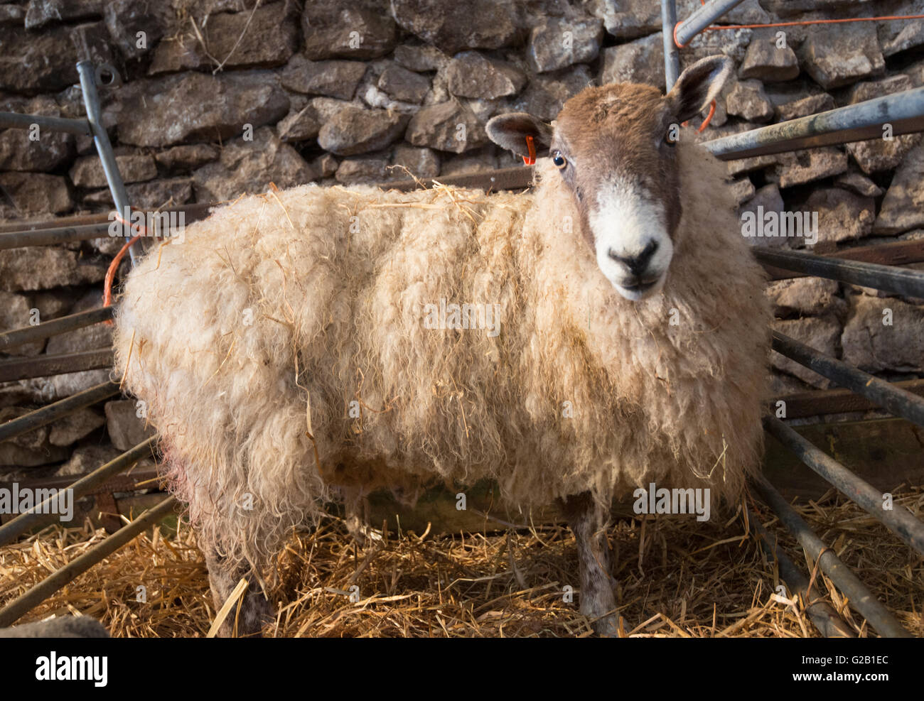 Sheep inside a pen hi-res stock photography and images - Alamy