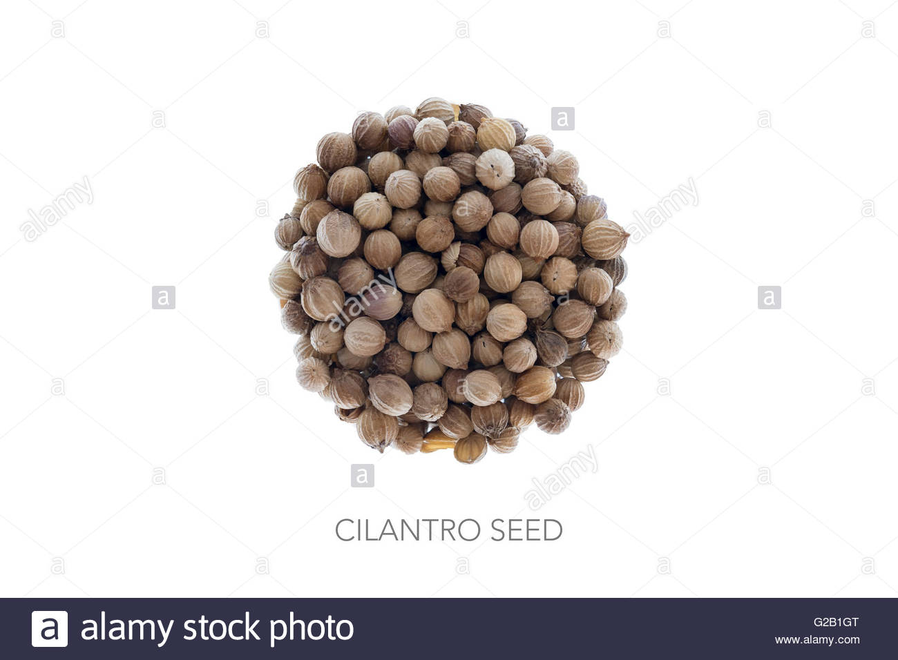 Seed Ball Stock Photos & Seed Ball Stock Images - Alamy