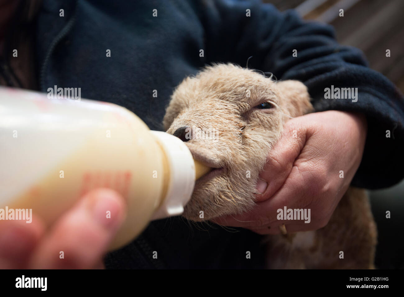 Lamb being born hi-res stock photography and images - Alamy