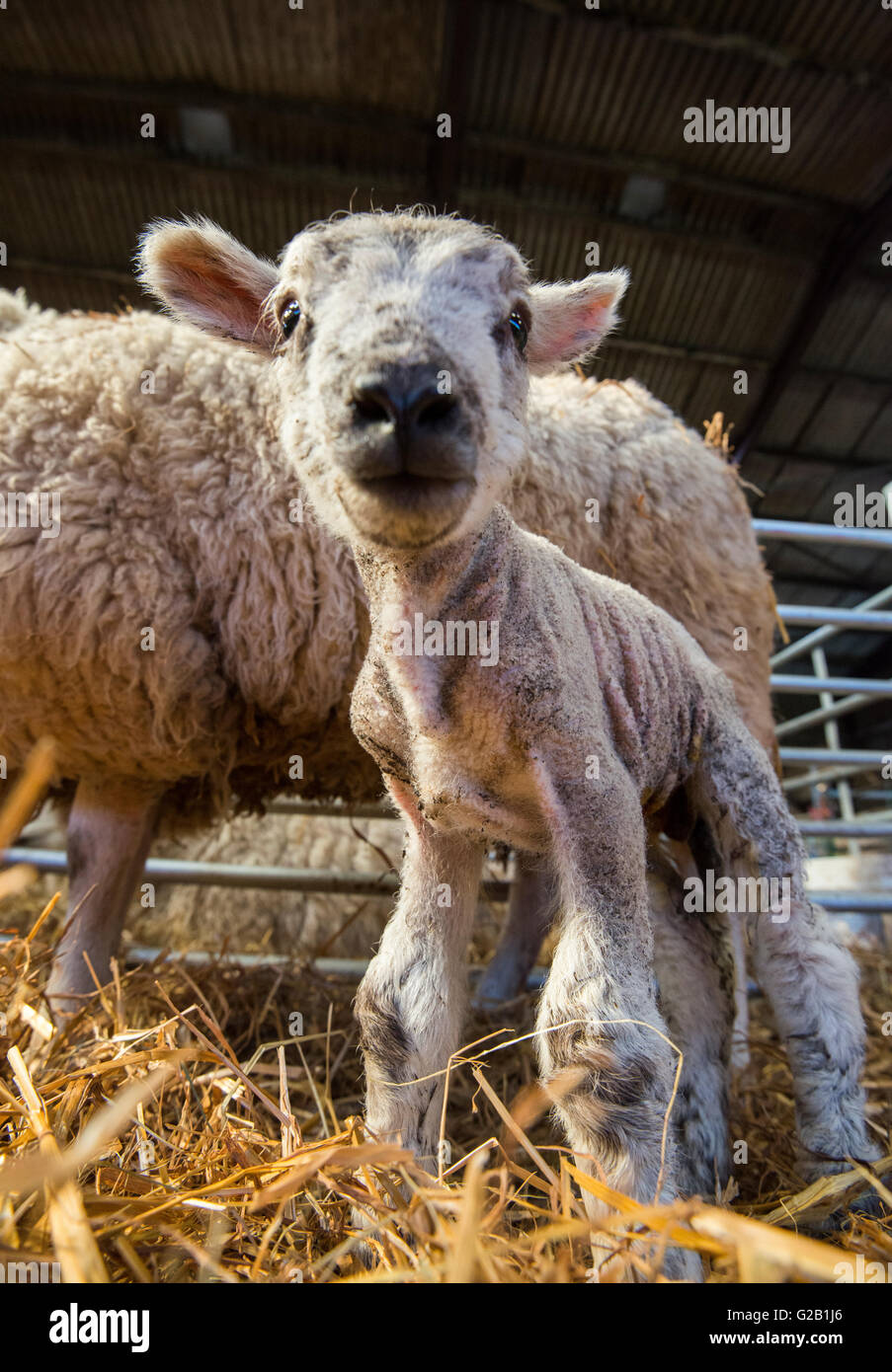 Indoor lambing hi-res stock photography and images - Alamy