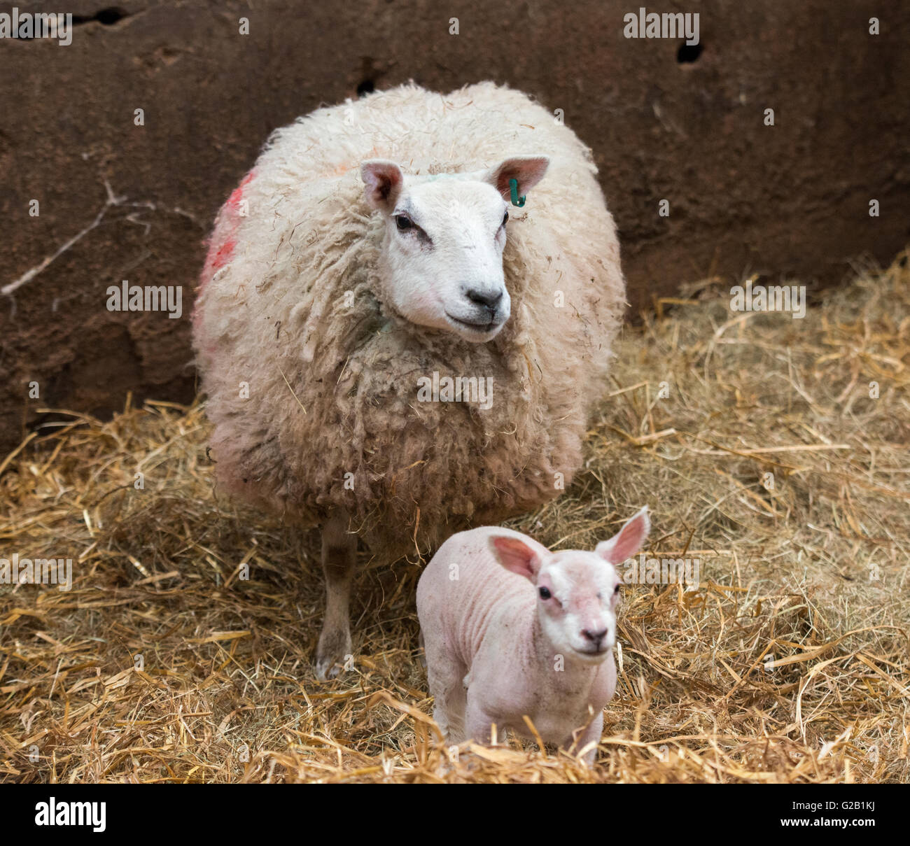 Newborn Lamb Inside Barn In High Resolution Stock Photography and ...